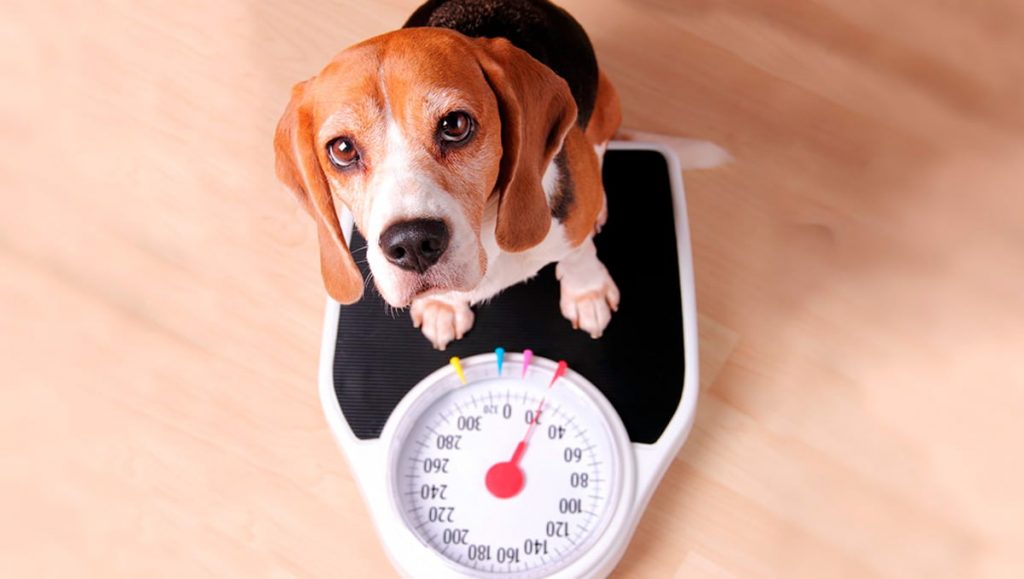 OBESIDAD EN PERROS: CÓMO SABER SI TU PERRO TIENE SOBREPESO - Clínica ...